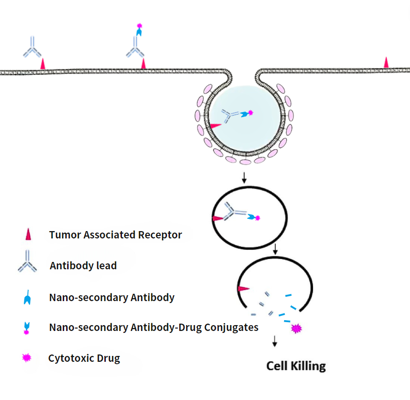 Antibody Internalization Kit Alpvhhs